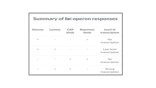 Operon System with oveview of lac operon, trp operon, ara operon | PPTX