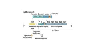 Operon System with oveview of lac operon, trp operon, ara operon | PPTX