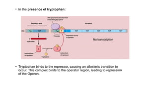 Operon System with oveview of lac operon, trp operon, ara operon | PPT