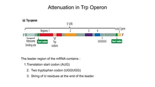 Operon System with oveview of lac operon, trp operon, ara operon | PPTX