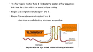 Operon System with oveview of lac operon, trp operon, ara operon | PPTX