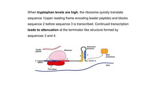 Operon System with oveview of lac operon, trp operon, ara operon | PPTX