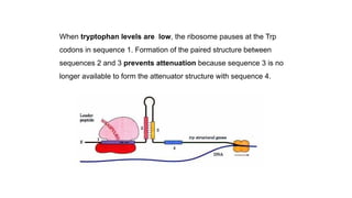 Operon System with oveview of lac operon, trp operon, ara operon | PPTX