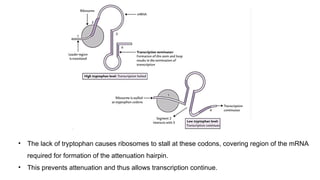 Operon System with oveview of lac operon, trp operon, ara operon | PPTX