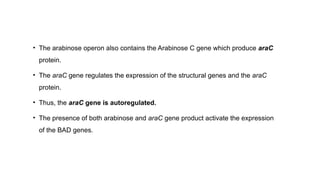 Operon System with oveview of lac operon, trp operon, ara operon | PPTX