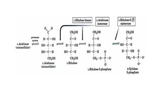 Operon System with oveview of lac operon, trp operon, ara operon | PPTX