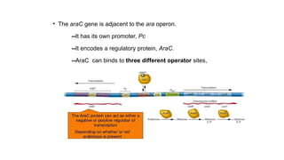 Operon System with oveview of lac operon, trp operon, ara operon | PPTX
