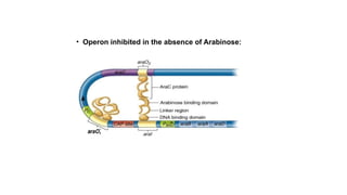 Operon System with oveview of lac operon, trp operon, ara operon | PPTX
