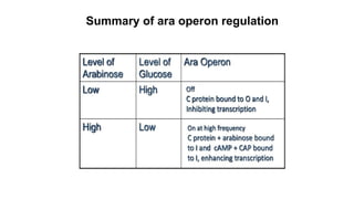 Operon System with oveview of lac operon, trp operon, ara operon | PPTX