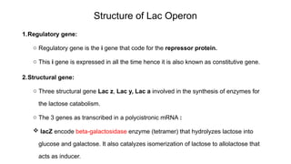 Operon System with oveview of lac operon, trp operon, ara operon | PPT
