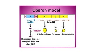 Operon System with oveview of lac operon, trp operon, ara operon | PPTX