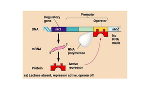 Operon System with oveview of lac operon, trp operon, ara operon | PPT