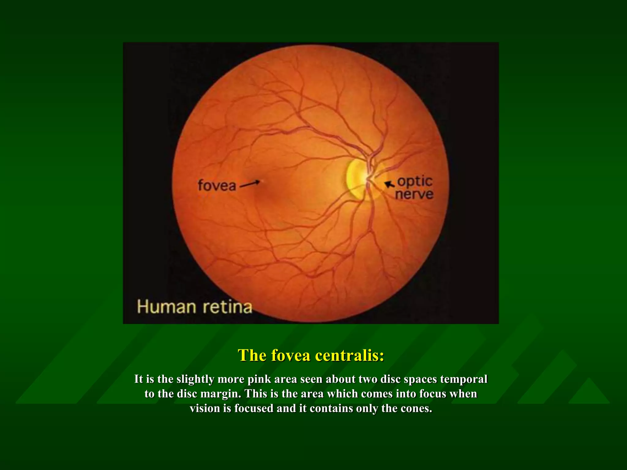Principles of Ophthalmoscopy | PPTX