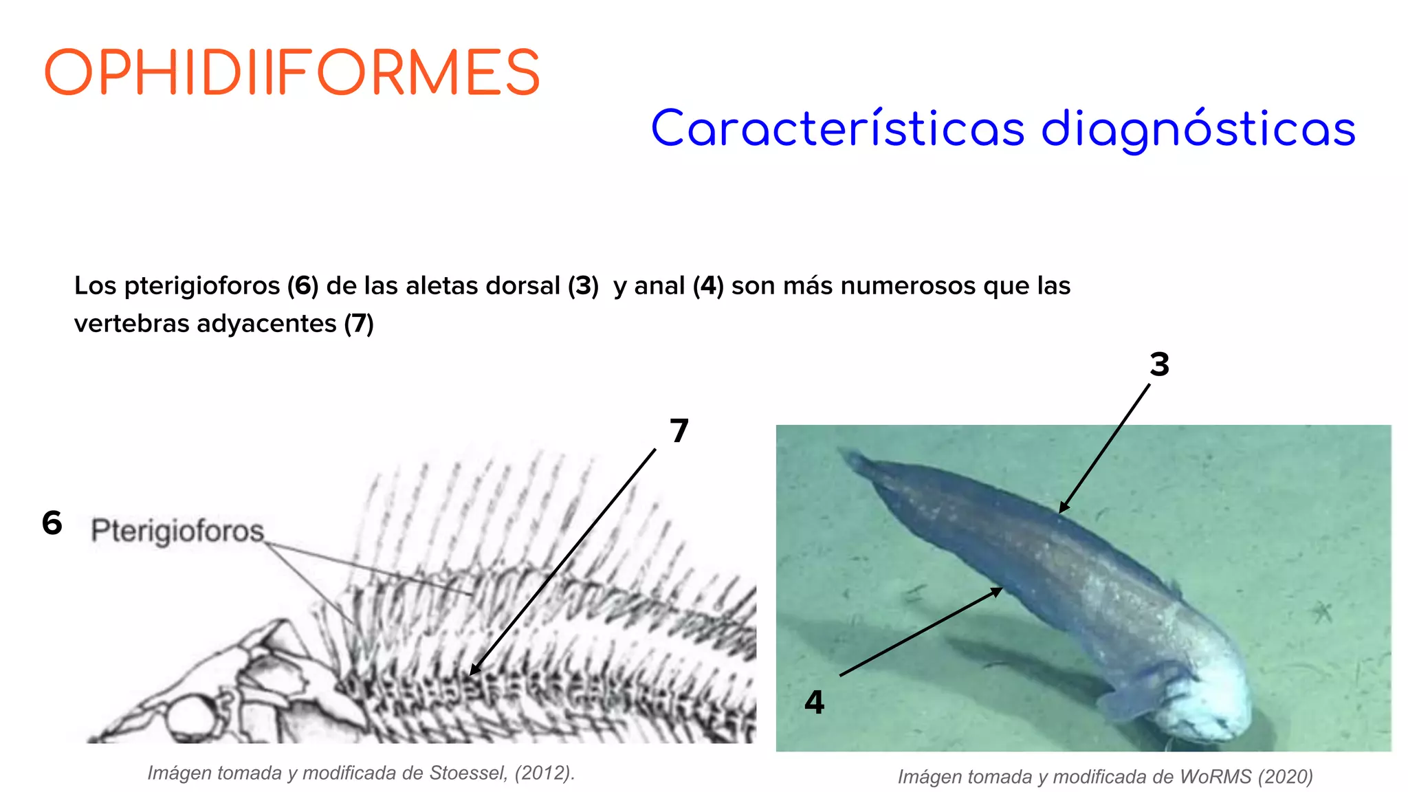 Peces: Orden Ophidiiformes (Brotulas, Ofidios) | PPT