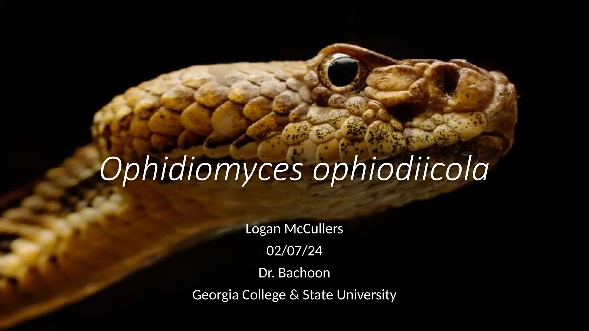 Ophidiomyces ophiodiicola Infection in Snakes | PPT