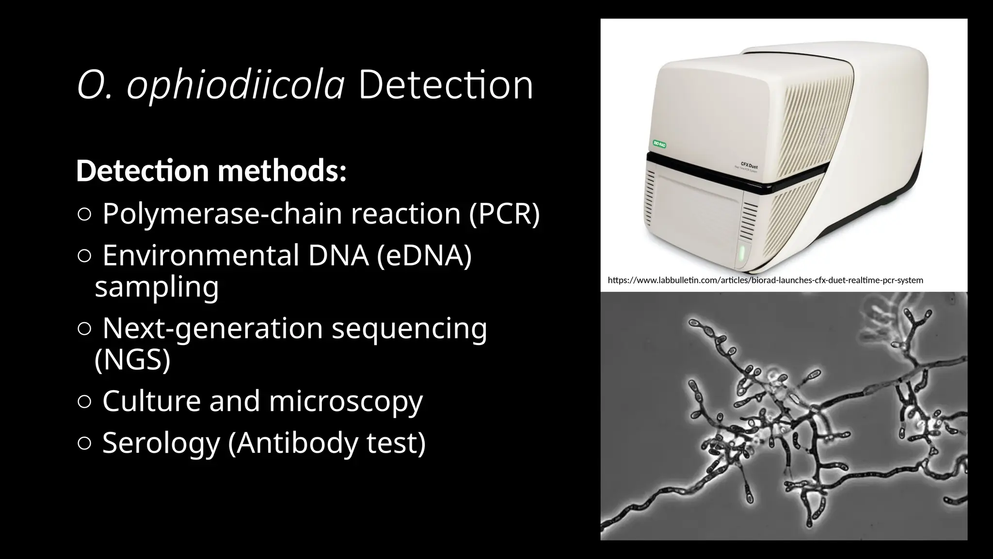 Ophidiomyces ophiodiicola Infection in Snakes | PPT