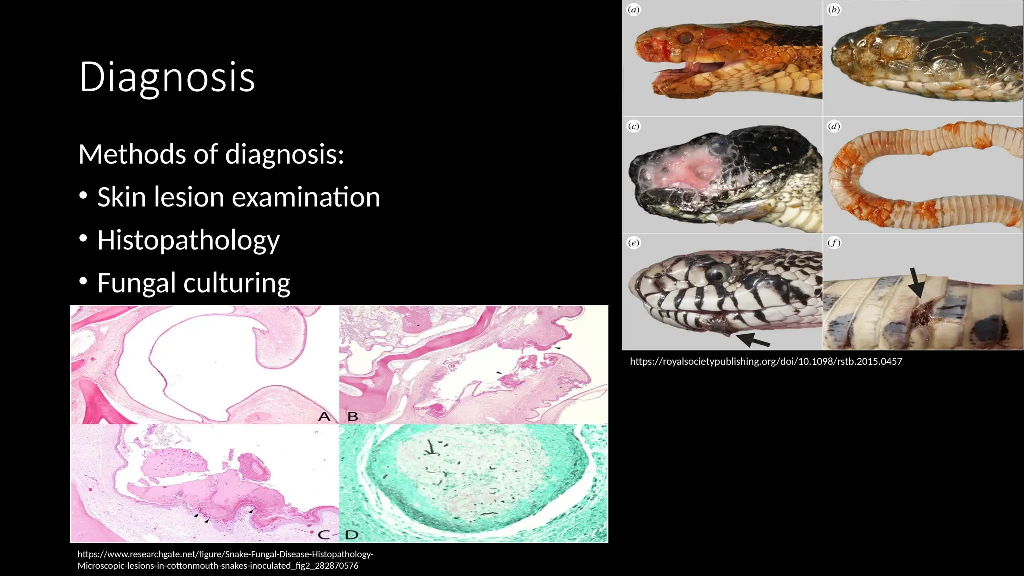 Ophidiomyces ophiodiicola Infection in Snakes | PPT