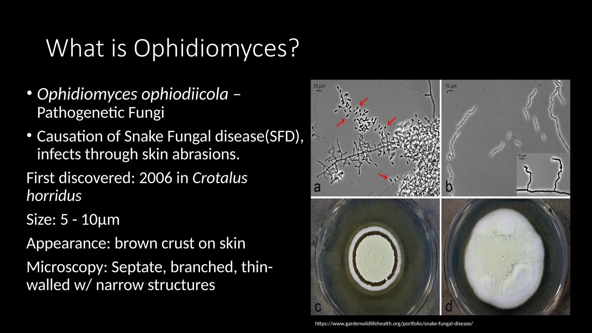 Ophidiomyces ophiodiicola Infection in Snakes | PPT