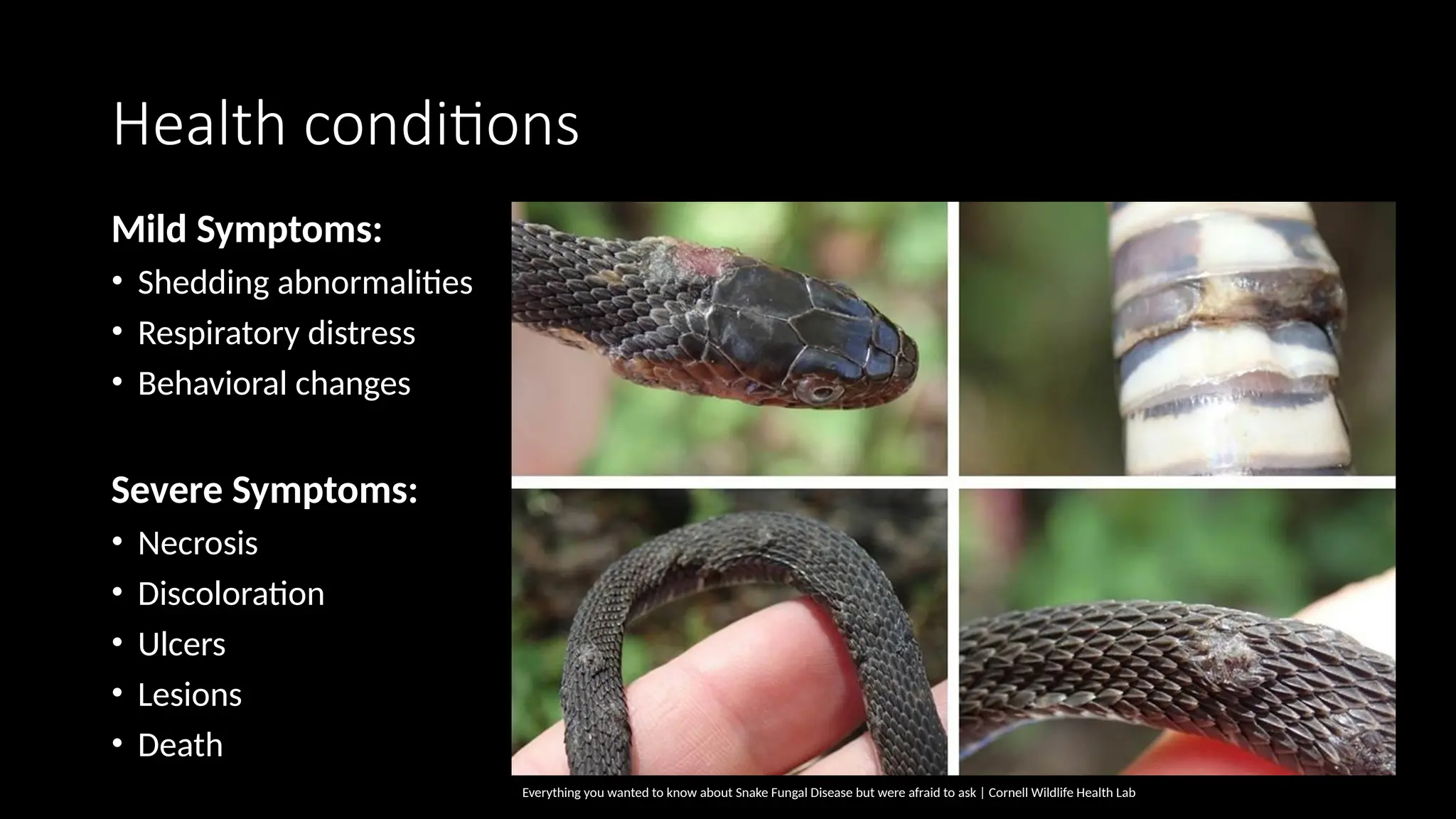 Ophidiomyces ophiodiicola Infection in Snakes | PPT