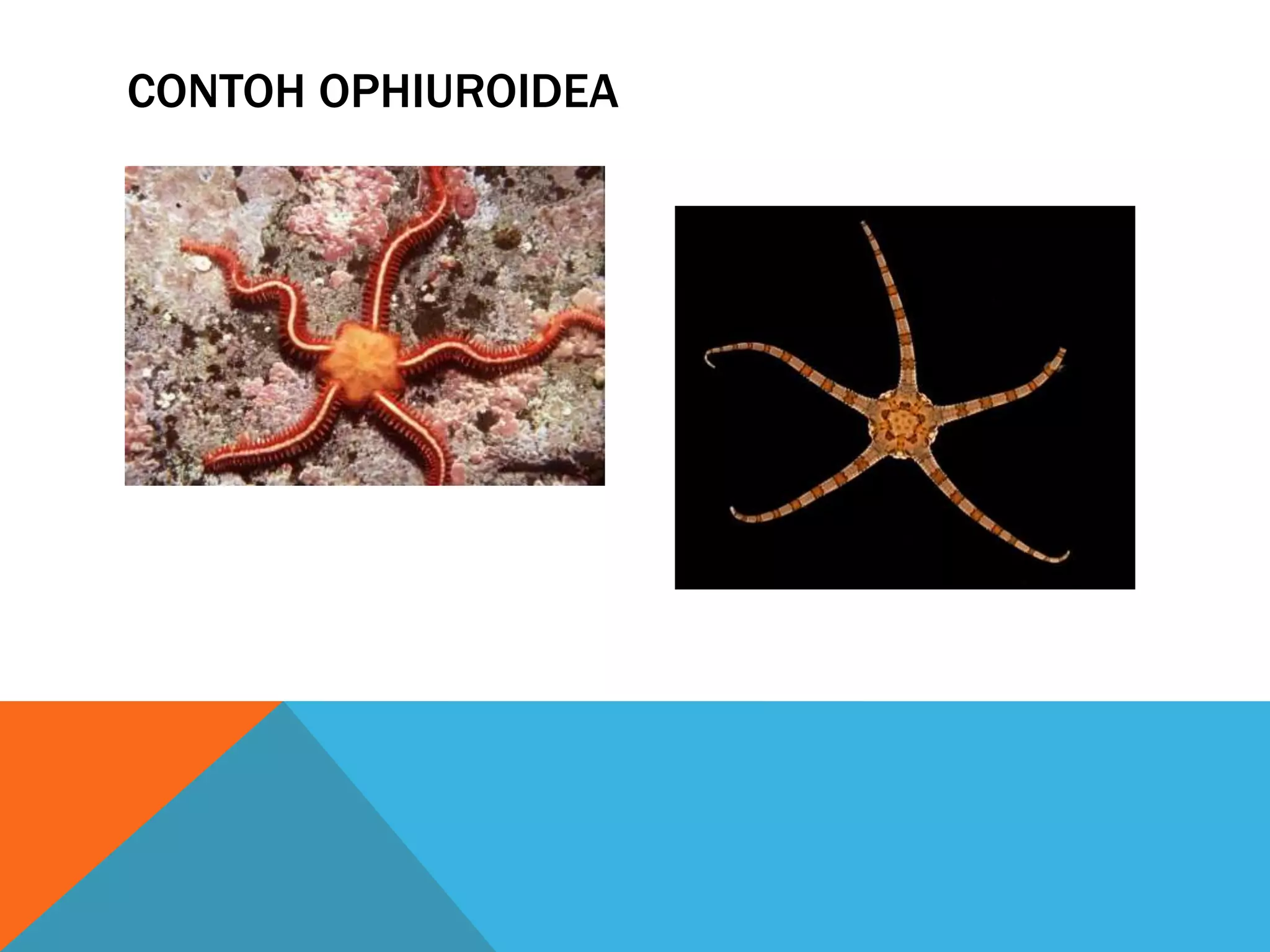 Ophiuroidea Biologi SMA Kelas X MIA | PPTX
