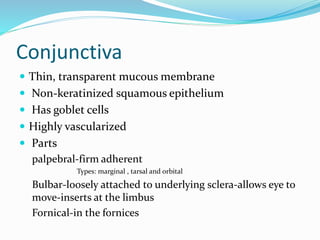 Anatomy of eye | PPTX