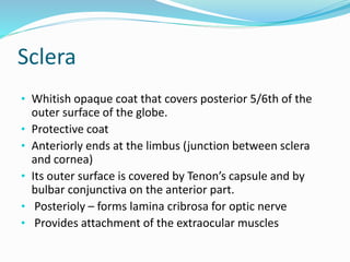 Anatomy of eye | PPTX