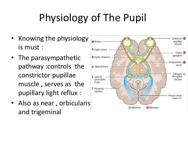 Afferent Pupillary Pathway