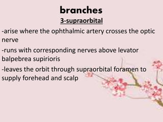Ophthalmic artery | PPTX