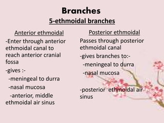 Ophthalmic artery | PPTX