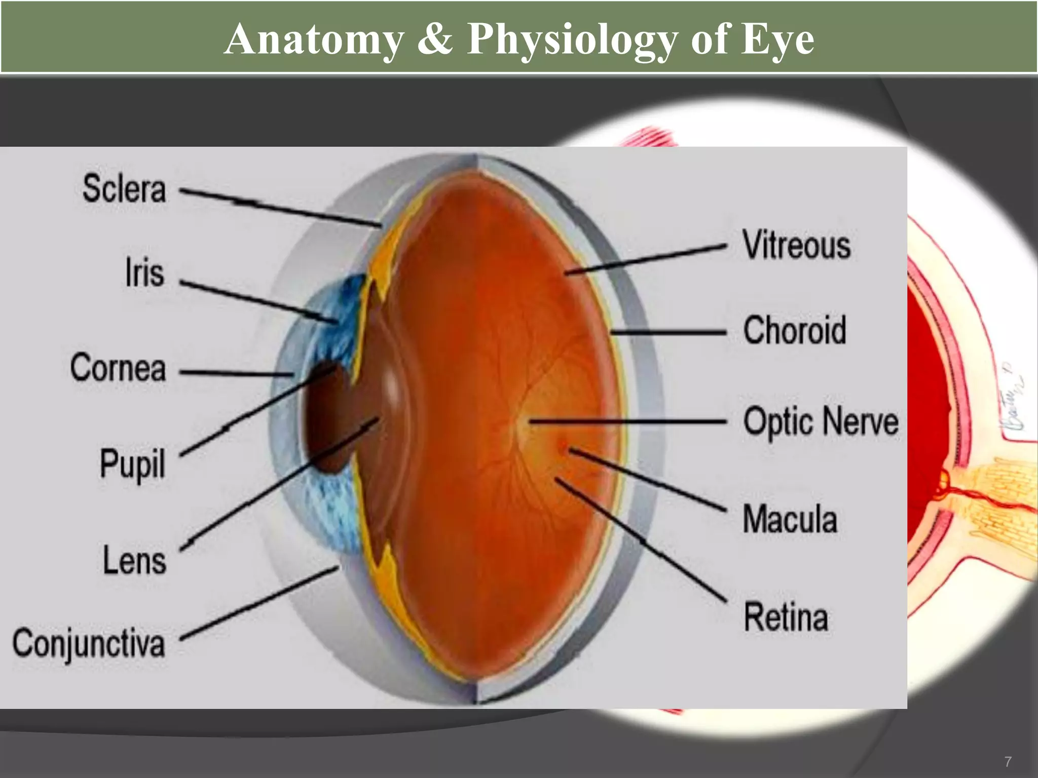 Ophthalmic Drug Delivery System | PDF