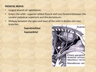 Nasociliary Nerve