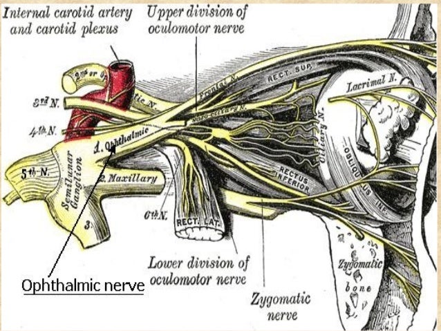 Ophthalmic nerve dental surgery
