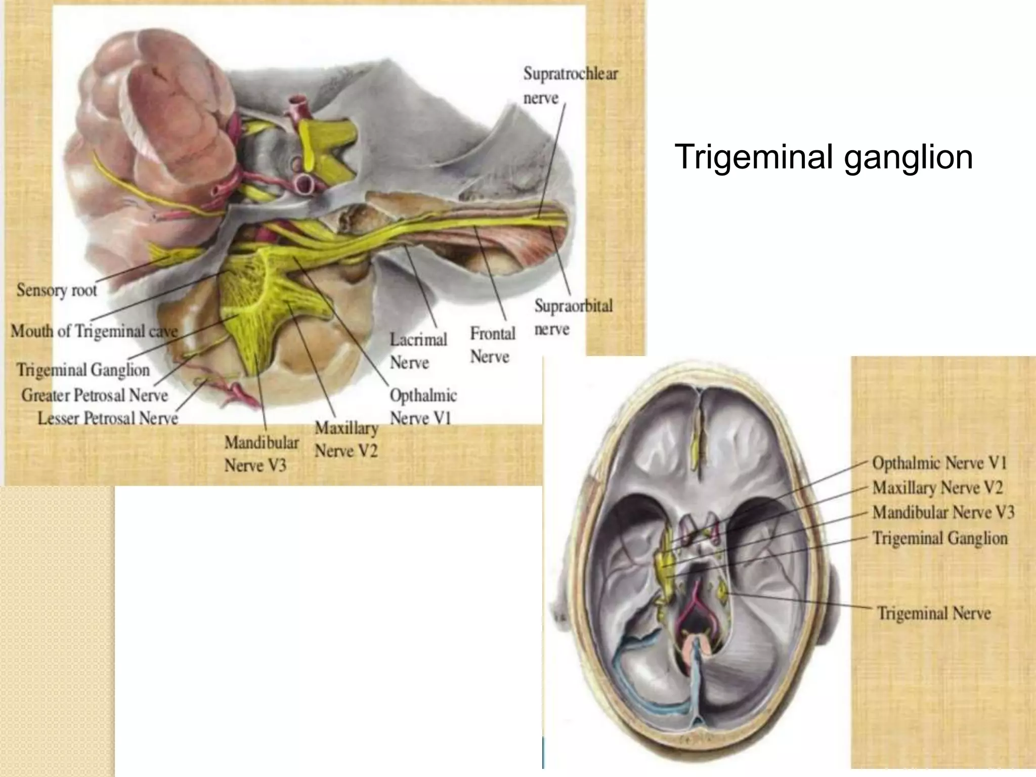 Ophthalmic nerve | PPTX