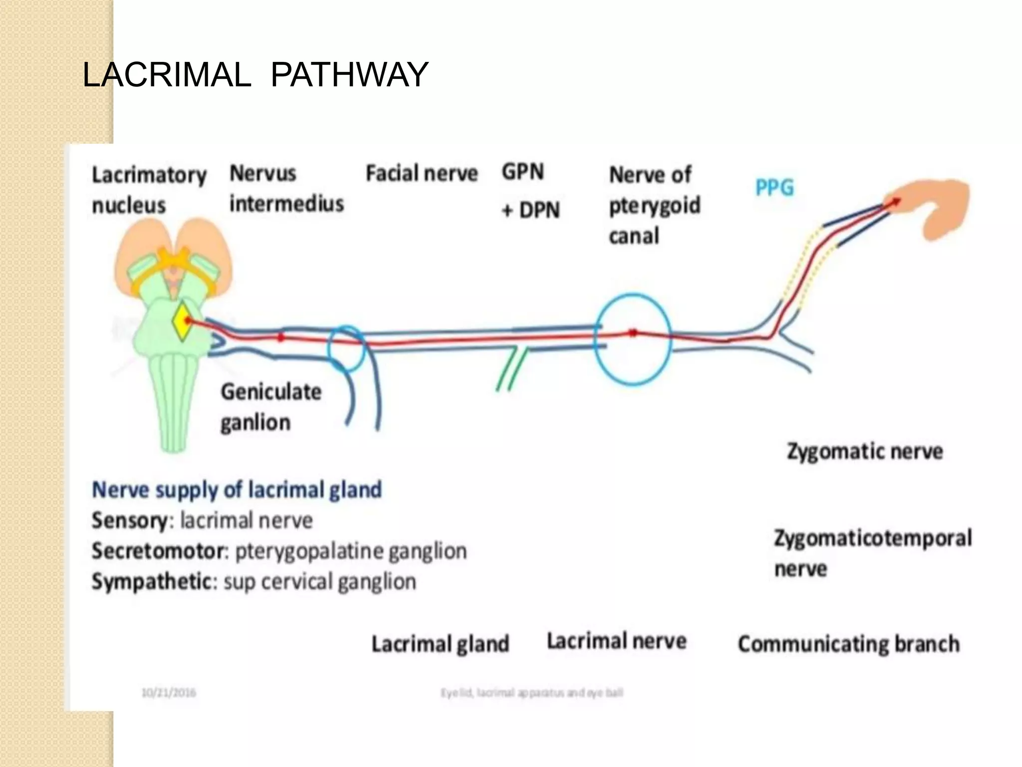 Ophthalmic nerve | PPTX