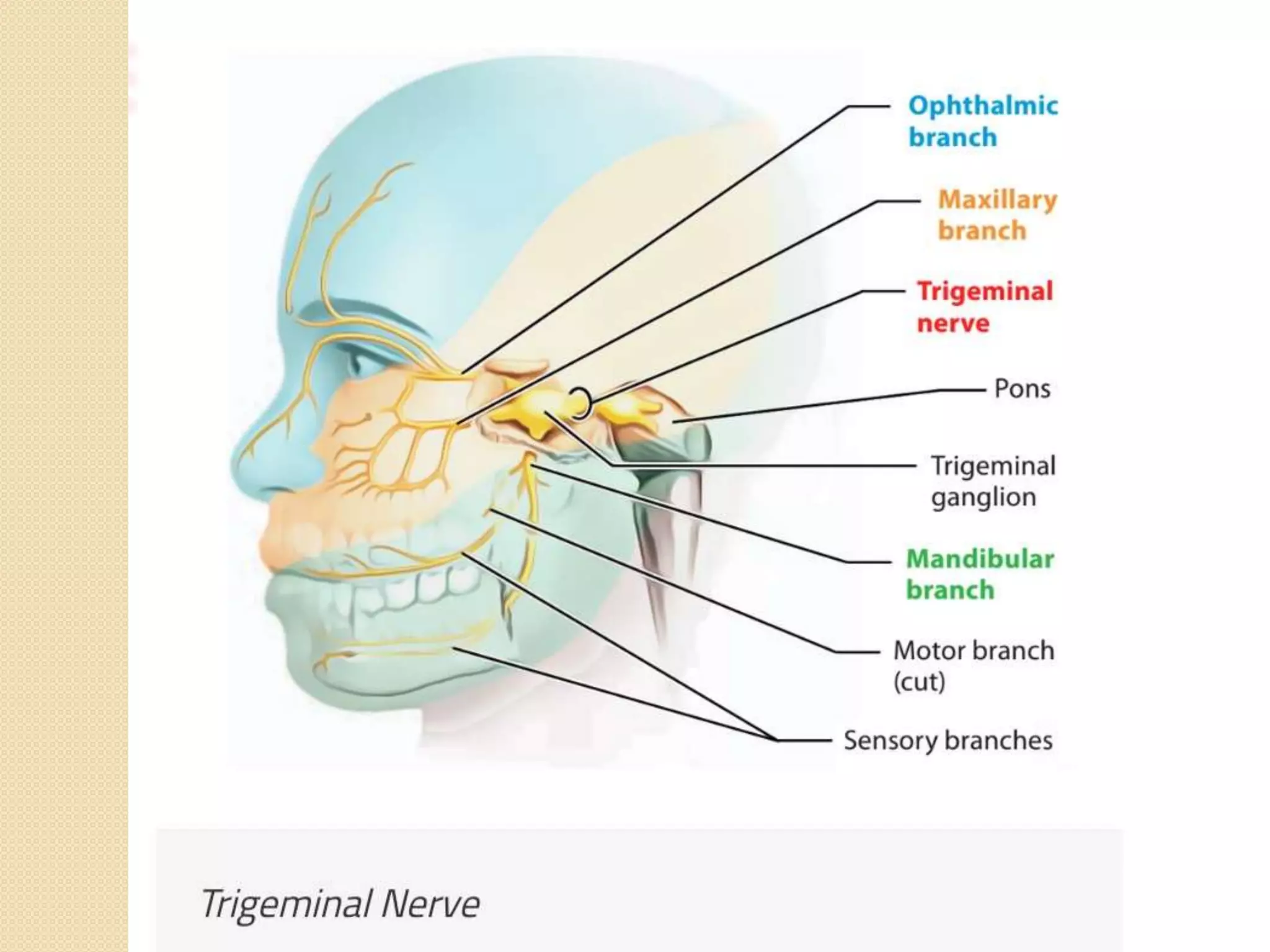 Ophthalmic nerve | PPTX