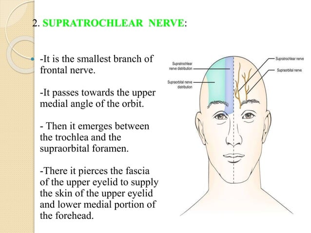 Ophthalmic nerve | PPTX | Brain and Nervous System Disorders | Diseases ...