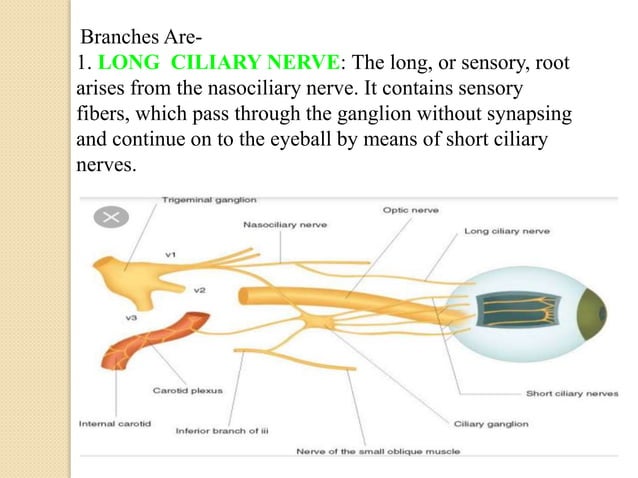 Ophthalmic nerve | PPTX | Brain and Nervous System Disorders | Diseases ...