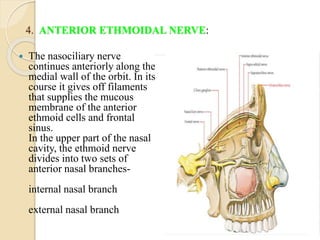 Nasociliary Nerve
