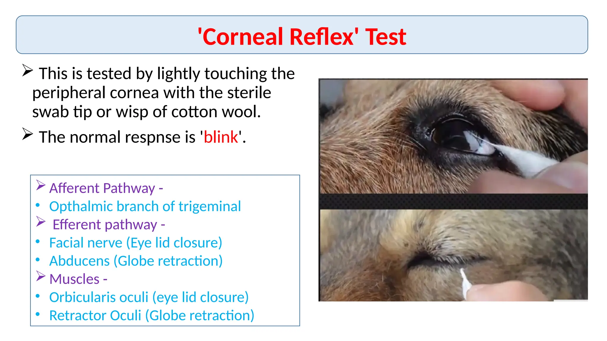 Ophthalmology of eye examination presentation | PPTX