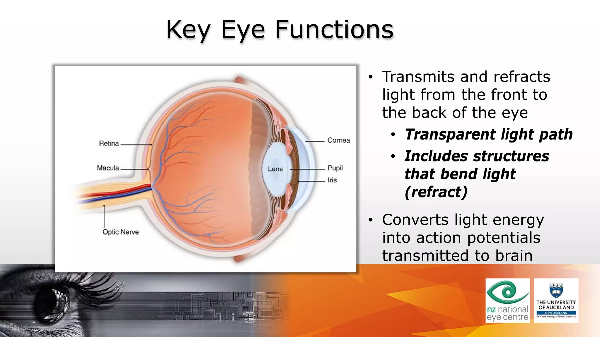 ophthalmology-v-eye-anatomy-and-function.pdf
