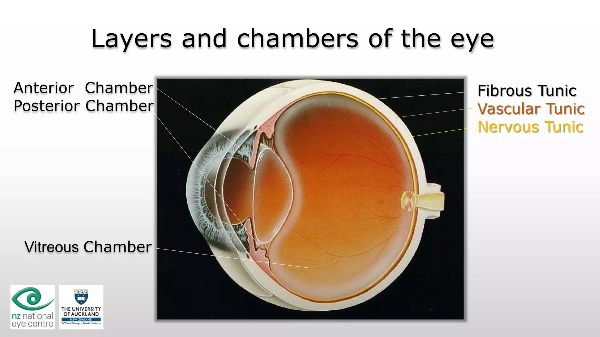 ophthalmology-v-eye-anatomy-and-function.pdf
