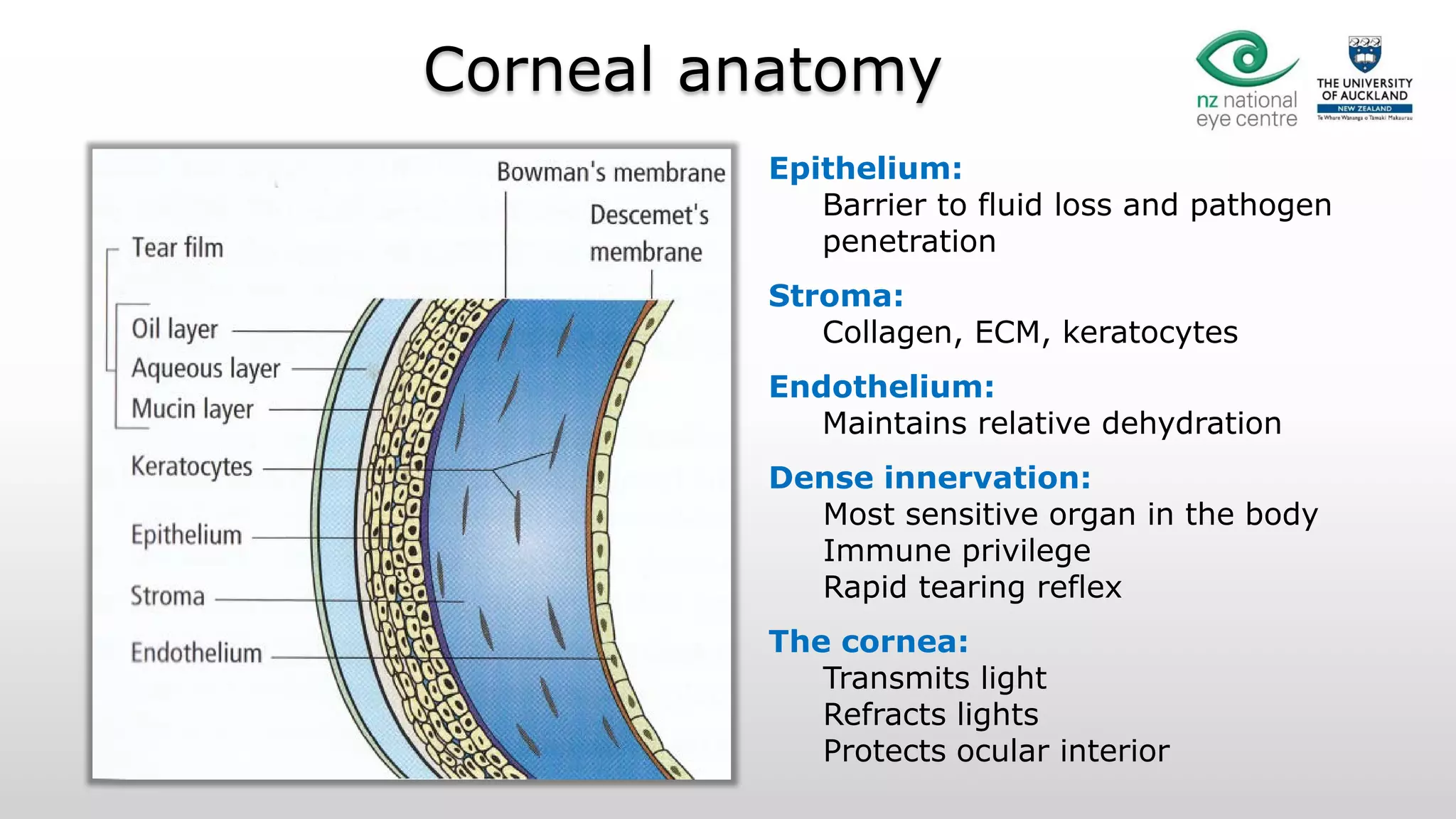 ophthalmology-v-eye-anatomy-and-function.pdf