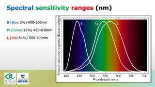 ophthalmology-v-eye-anatomy-and-function.pdf
