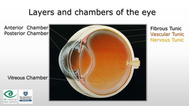 ophthalmology-v-eye-anatomy-and-function.pdf