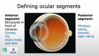 ophthalmology-v-eye-anatomy-and-function.pdf