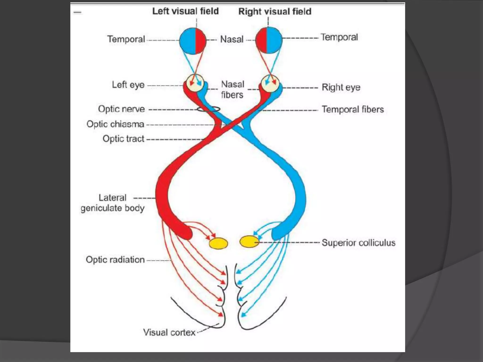 Visual Pathway - Ophthalmology - Eye | PPTX