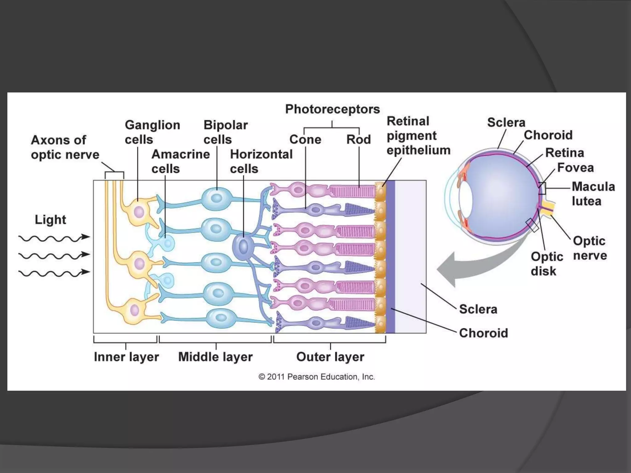 Visual Pathway - Ophthalmology - Eye | PPTX