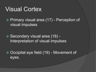 Visual Pathway - Ophthalmology - Eye | PPTX