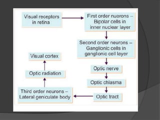 Visual Pathway - Ophthalmology - Eye | PPTX