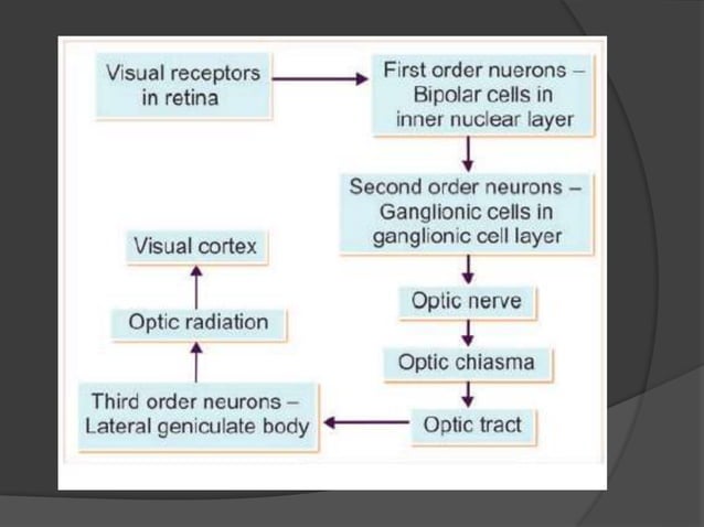 Visual Pathway - Ophthalmology - Eye | PPTX